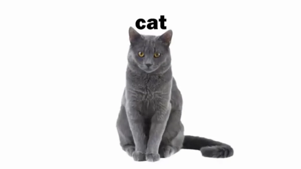 Cat | Between the Lions Wiki | Fandom