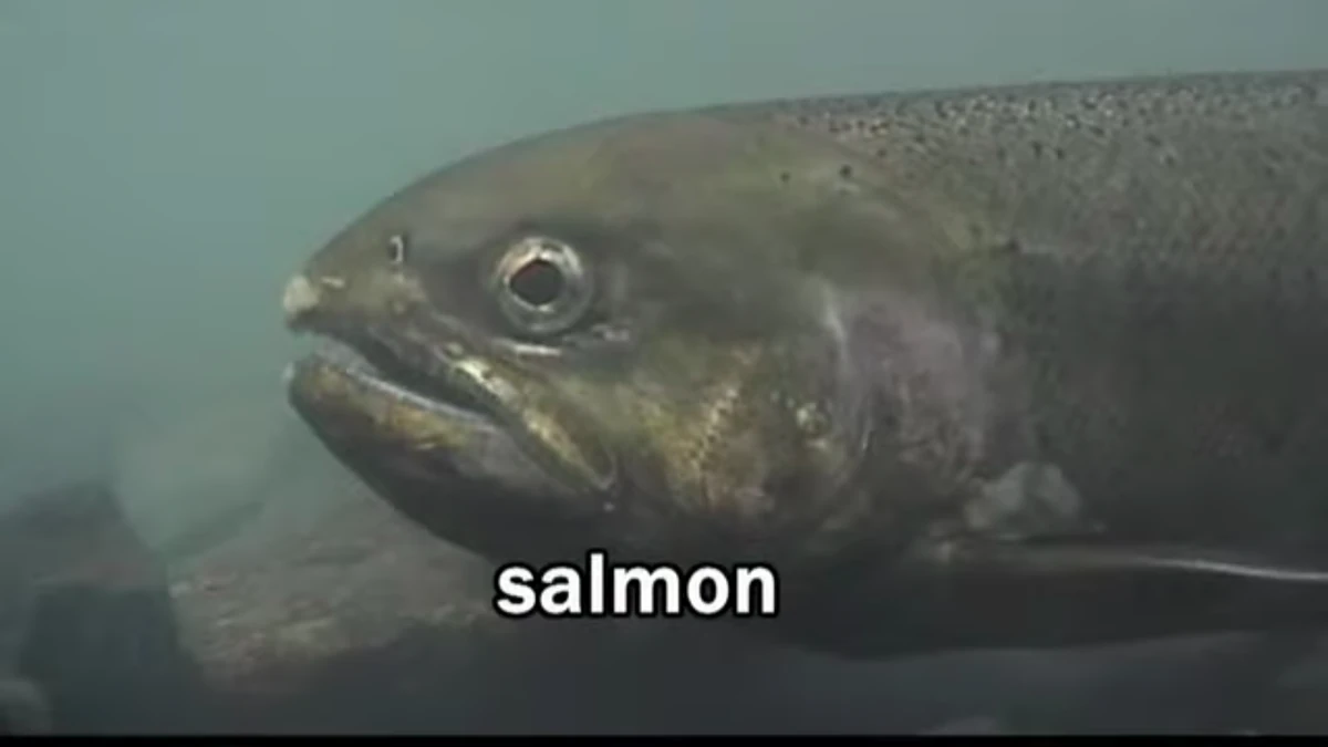 Salmon | Between the Lions Wiki | Fandom