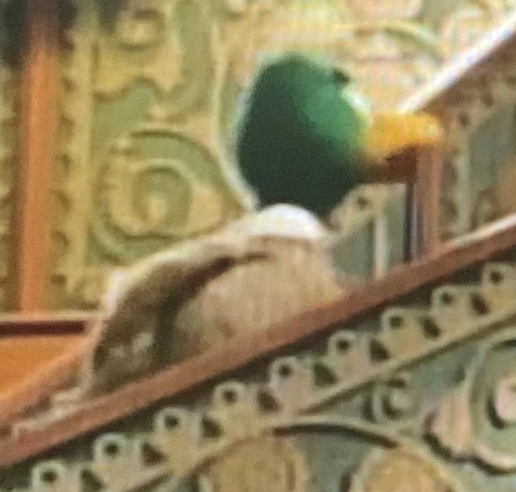 Quack Duck | Between the Lions Wiki | Fandom