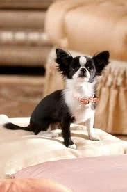 beverly hill chihuahuas coloring pages