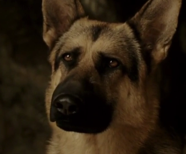 Delgado | Beverly Hills Chihuahua Wiki | Fandom