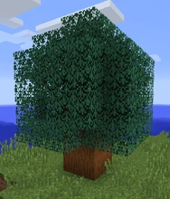 Yew Tree | Bewitchment Wiki | Fandom