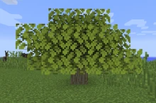Elder Tree | Bewitchment Wiki | Fandom