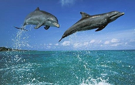 Alpha Delphini B145JB | Beyblade Fanon Wiki | Fandom