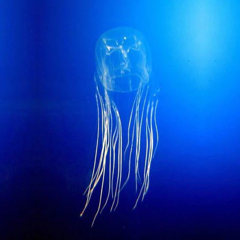 Box Jellyfish | Beyond Death Wiki | Fandom