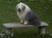 Merlin | Labyrinth Wiki | Fandom