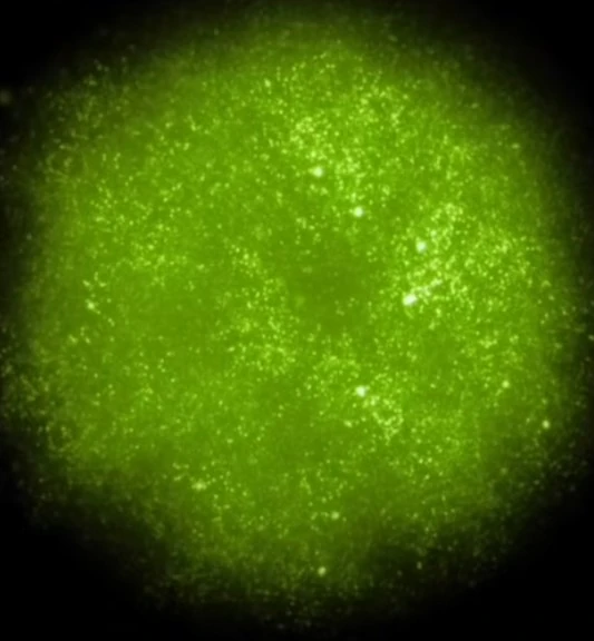 Multiversal structure & morphology | Beyond Observable Universe Wiki | Fandom