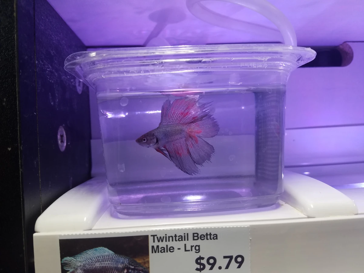 Chichar | Beyond The Rockets Wiki | Fandom