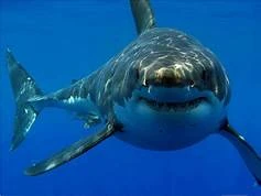 User blog:Realightz/Omega shark | Beyond Universe Wiki | Fandom