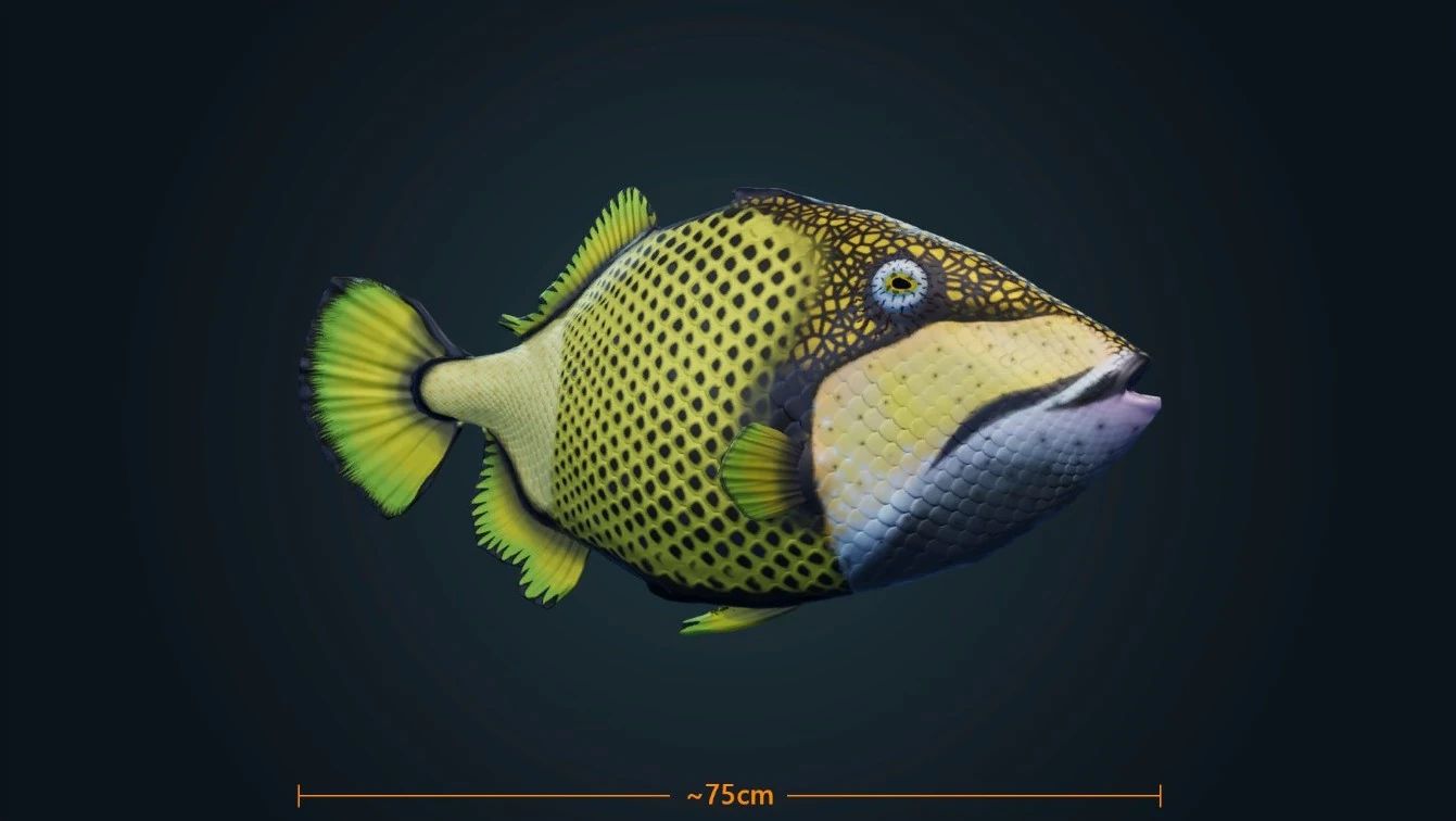 Titan Trigger Fish