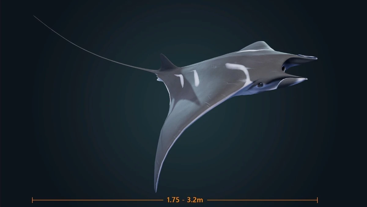 Chilean Devil Ray | Beyond Blue Wiki | Fandom