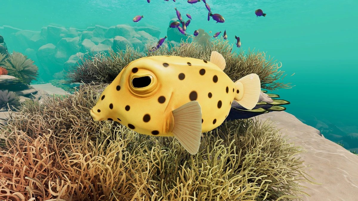 Yellow Boxfish | Beyond Blue Wiki | Fandom