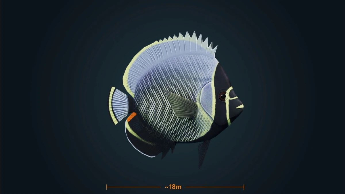 Mailed Butterflyfish | Beyond Blue Wiki | Fandom