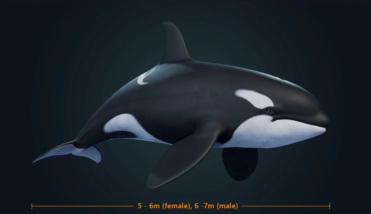 Orca | Beyond Blue Wiki | Fandom