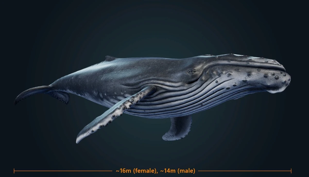 Humpback Whale | Beyond Blue Wiki | Fandom
