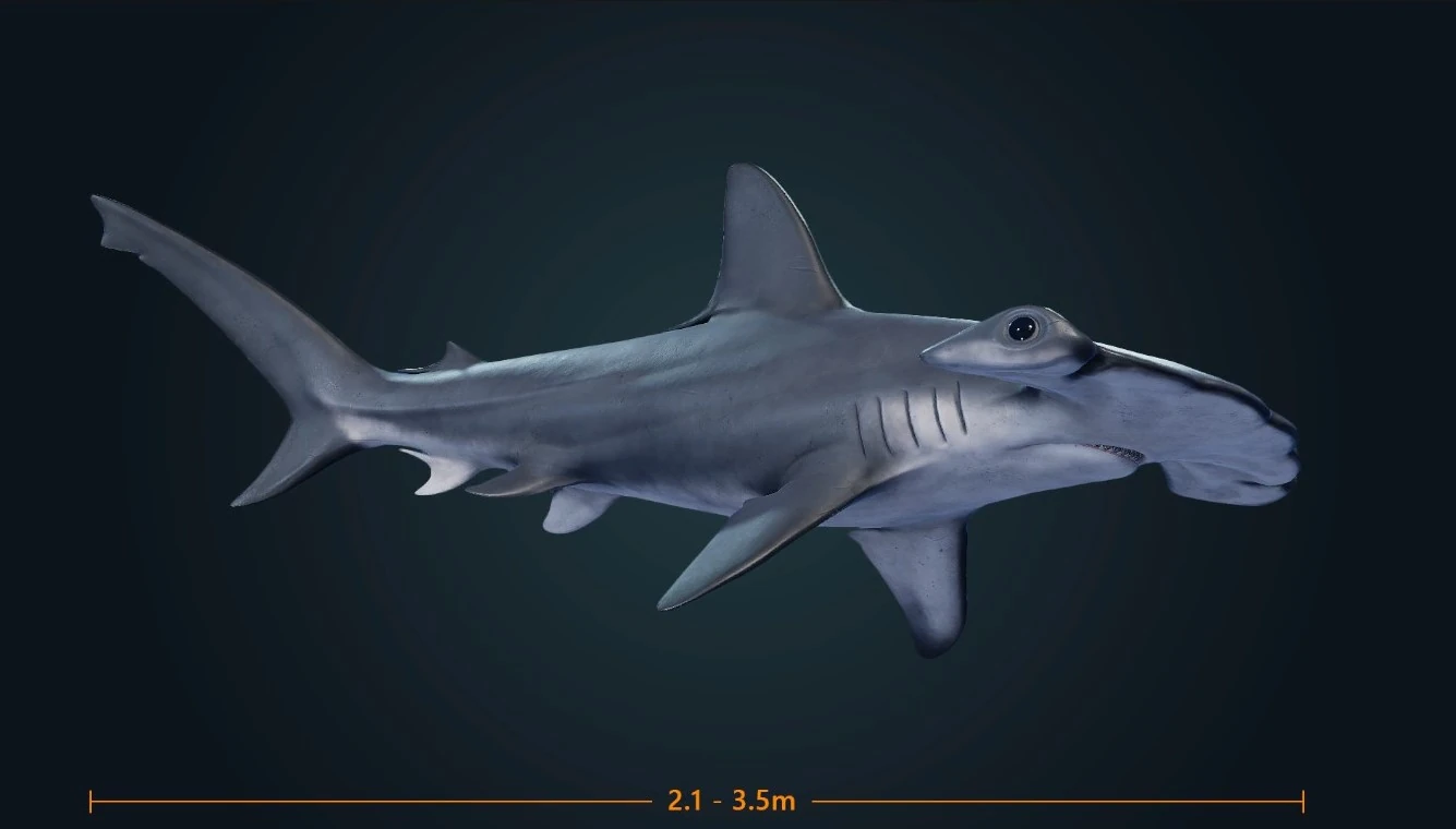Whitefin Hammerhead Shark