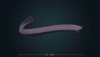 Hagfish | Beyond Blue Wiki | Fandom
