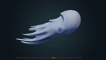 Seven-Arm Octopus | Beyond Blue Wiki | Fandom