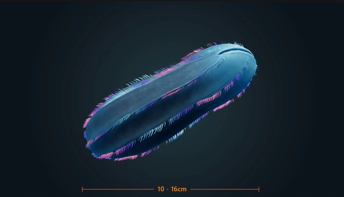 Category:Ctenophores | Beyond Blue Wiki | Fandom