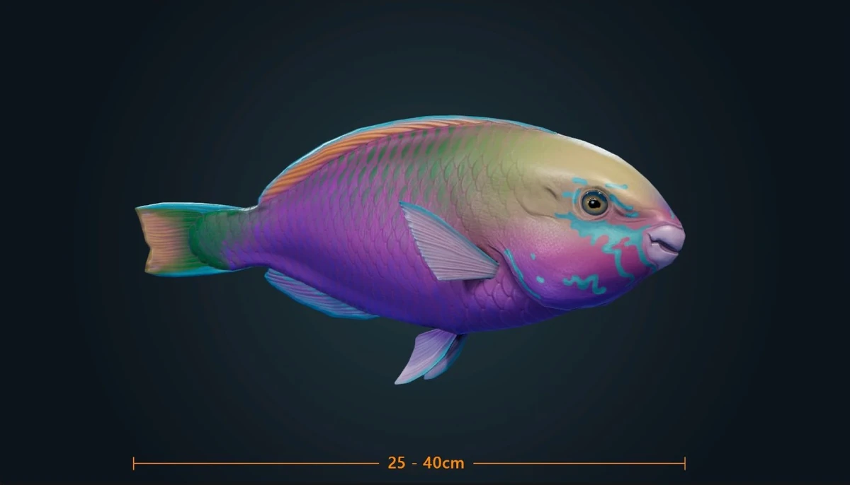 Quoy's Parrotfish | Beyond Blue Wiki | Fandom