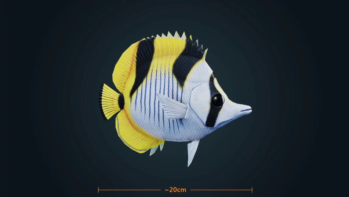 Blackwedged Butterflyfish | Beyond Blue Wiki | Fandom
