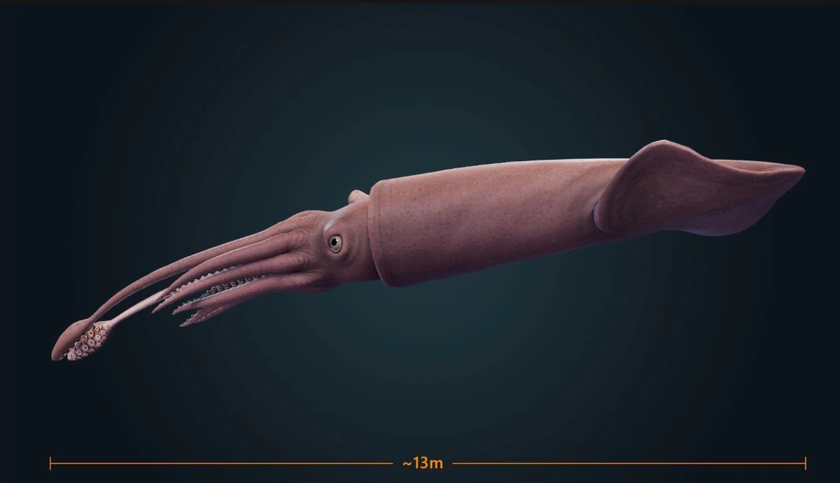 Giant Squid | Beyond Blue Wiki | Fandom