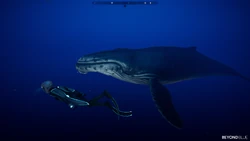 Creatures | Beyond Blue Wiki | Fandom