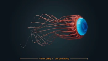 Atolla Jellyfish | Beyond Blue Wiki | Fandom