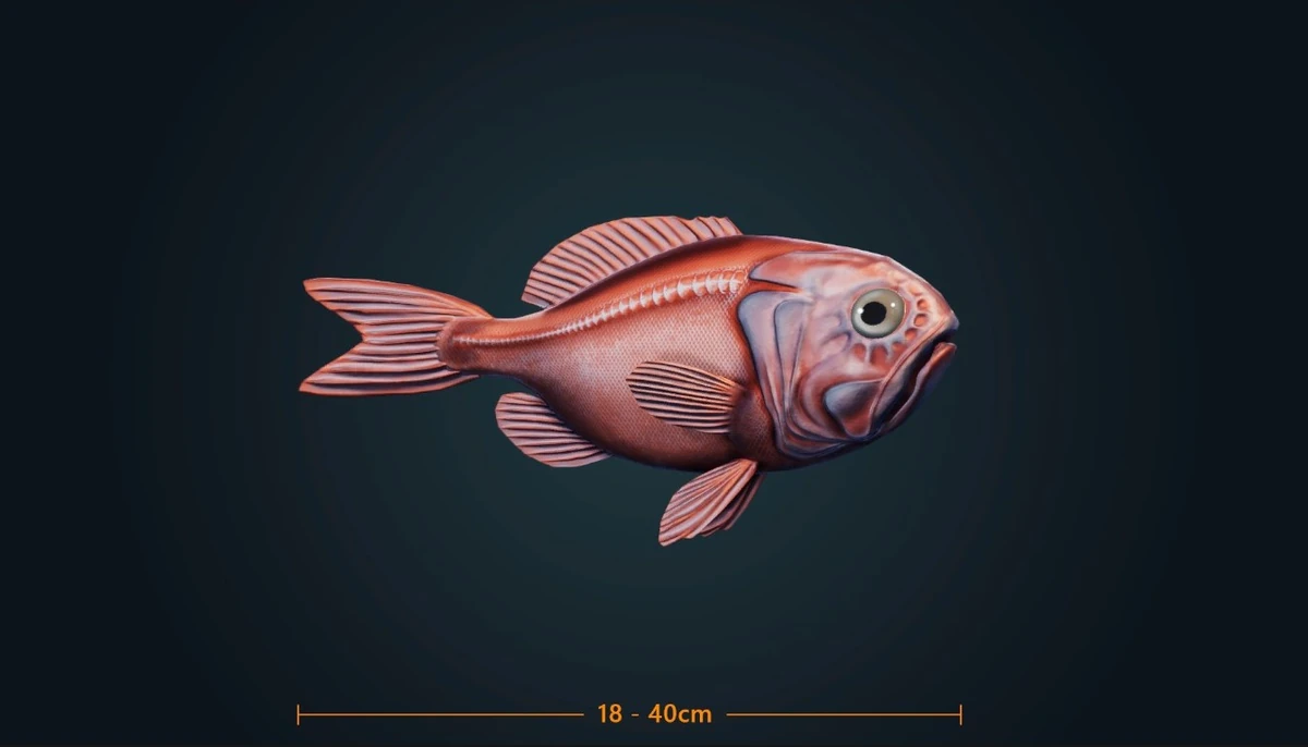 Orange Roughy | Beyond Blue Wiki | Fandom