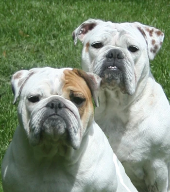 Boarhound | Beyonders Wiki | Fandom