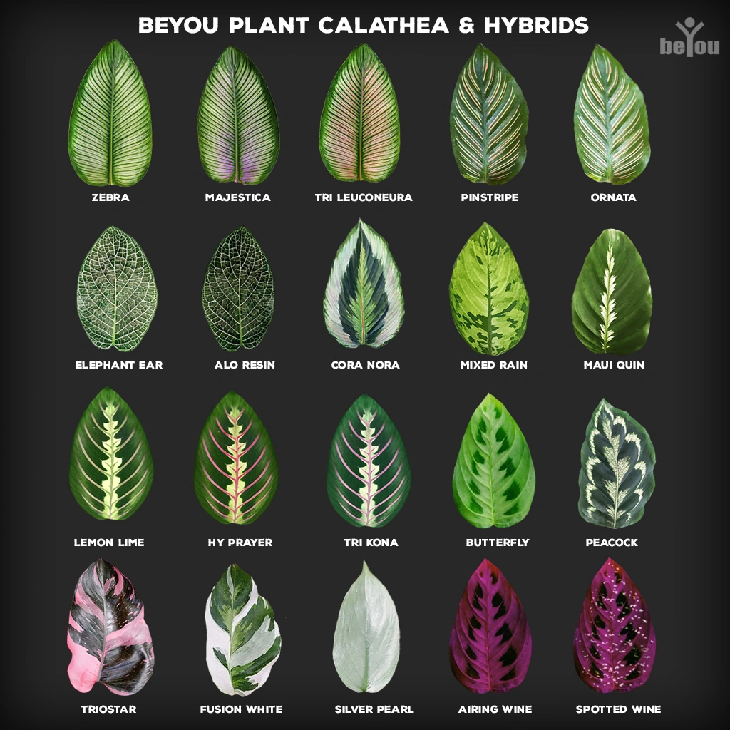 Cultivation -- beYou House Plants | BeYou World Wiki | Fandom