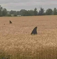 No Context 5 | Fandom