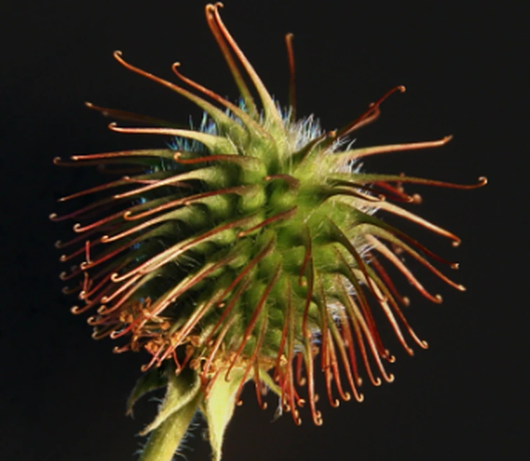 "THE BURRS! THEIR COMING FOR ME!" | Fandom