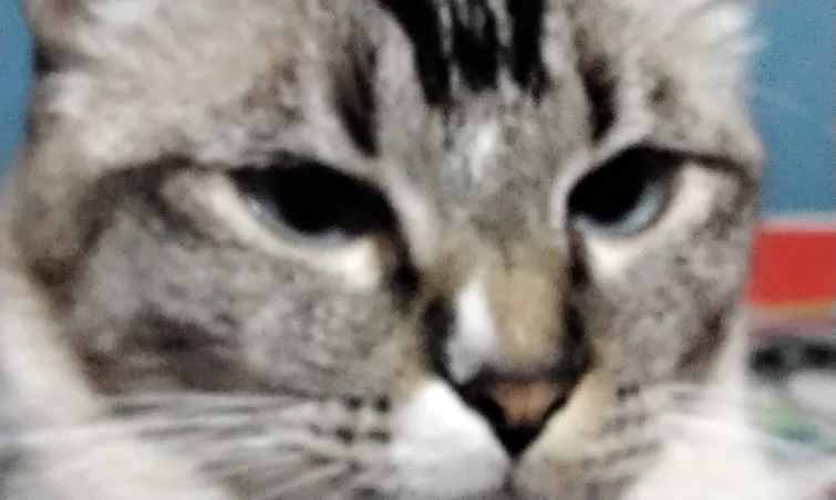 Post pics of your IRL pets! | Fandom