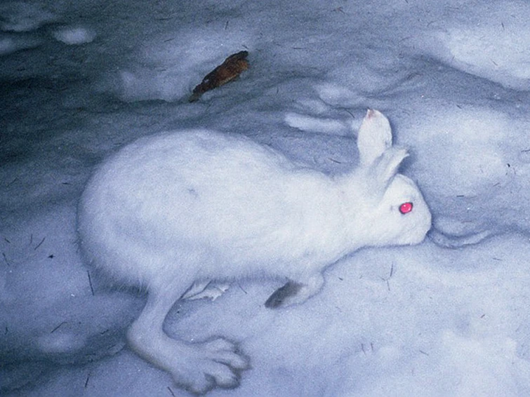 A pet rabbit named Daifuku appears in Wonderful Precure. So let me ...