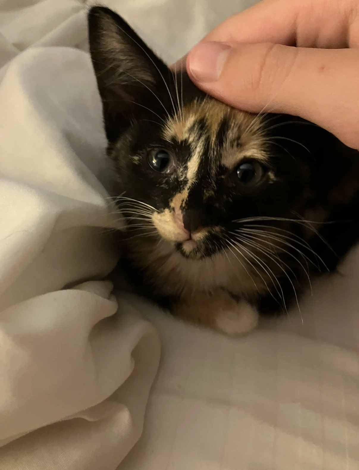 Small ahh cat | Fandom