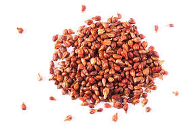 Baby Sprout (August 8, 1984) | Fandom