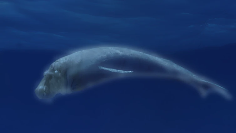 Potato whale hippopotamus | Fandom