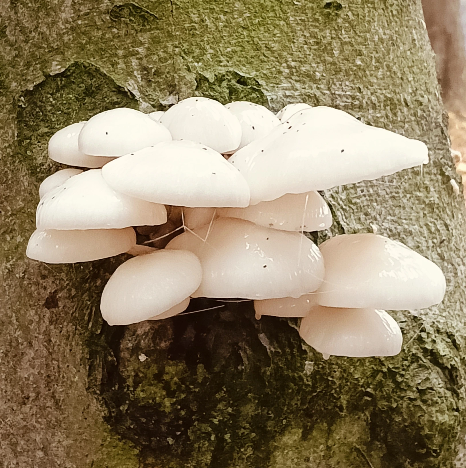 Mushrooms :3 | Fandom
