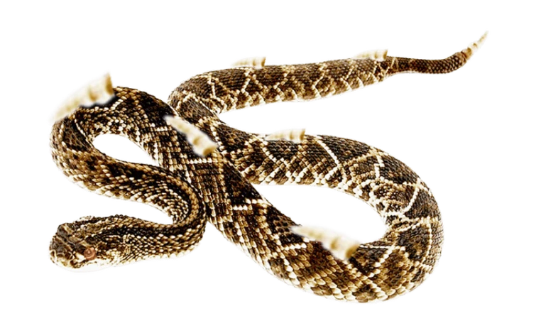 Discuss Everything About Amphibia Wiki | Fandom