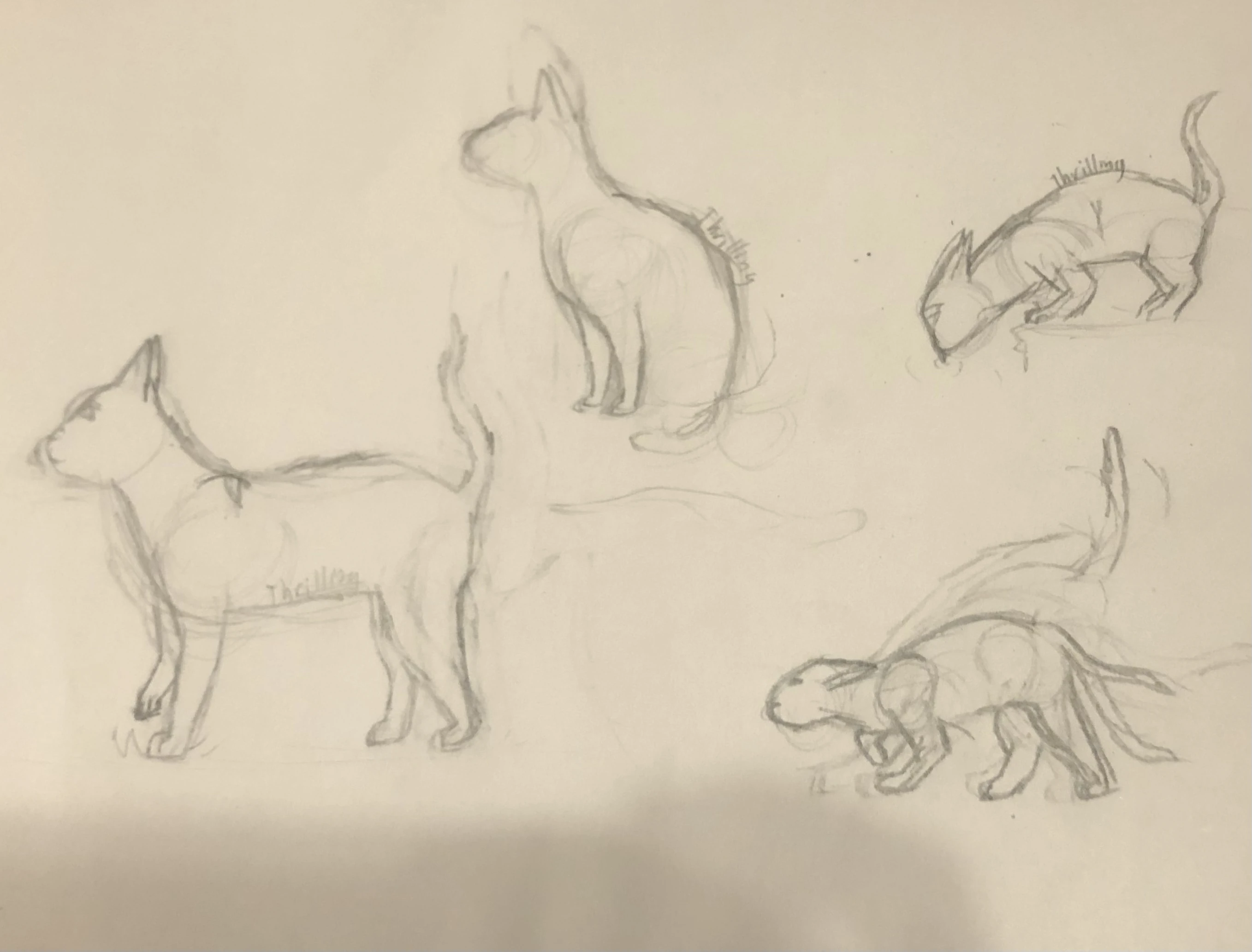 Cat sketches for the dead wiki | Fandom