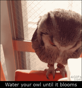 how to grow a peo irl: | Fandom