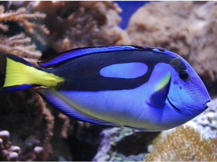 Dory in real life | Fandom