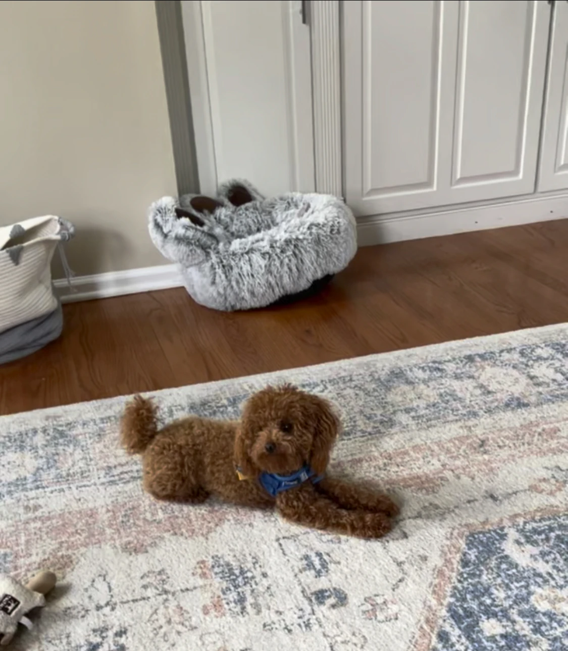 Puppy. | Fandom