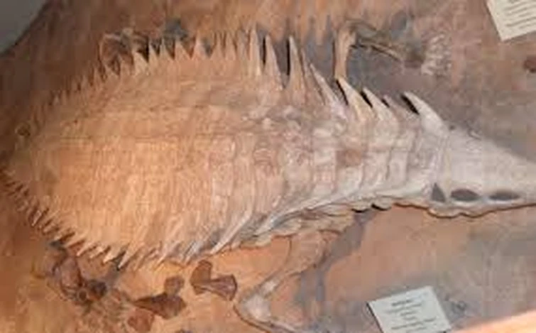 Discuss Everything About Dinopedia | Fandom