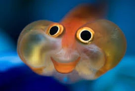 This is a fish | Fandom