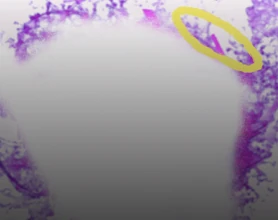 Holy Leviathan | BGS Community Content Wiki | Fandom