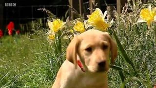 Digger | Big Barn Farm Wiki | Fandom