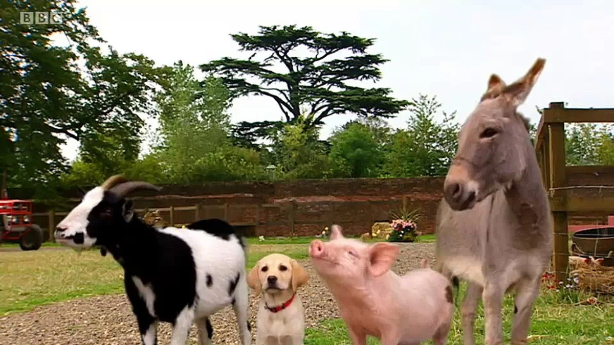 The Farmyard Bunch | Big Barn Farm Wiki | Fandom