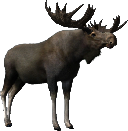 Moose | Big Buck Hunter Wiki | Fandom